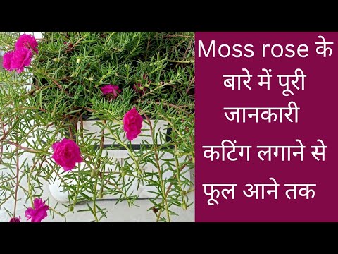 All about moss rose