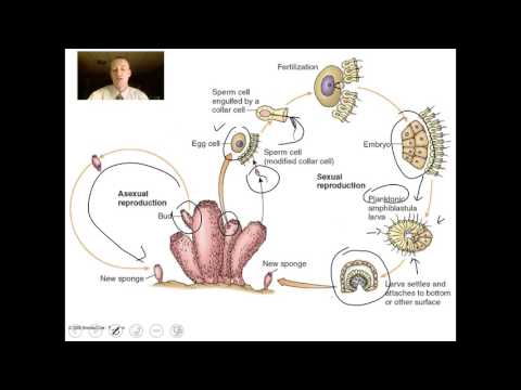 Introduction to animals 1