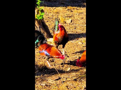How shiny Hawaiian wild Chicken are . Beautiful colors. #Maui #Hawaii #wildlife #wildchicken #wild