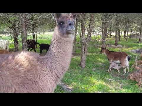 Llama Steps In To Guard Spanish Goats