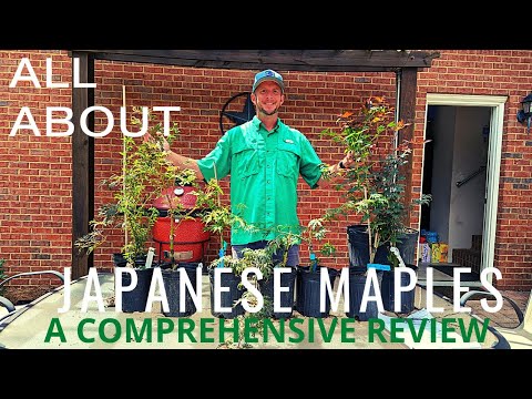 Everything About Japanese Maples | Types, Sizes, Planting, Watering, Pruning, Fertilizing, ETC.