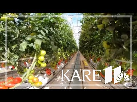 Grow with KARE: Bushel Boy Tomatoes