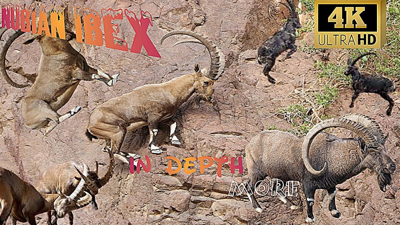 Conserving the Nubian Ibex: Guardians of the Desert Ecosystem. #nubianibex