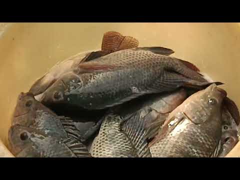 Fresh order of Tilapia Chirra