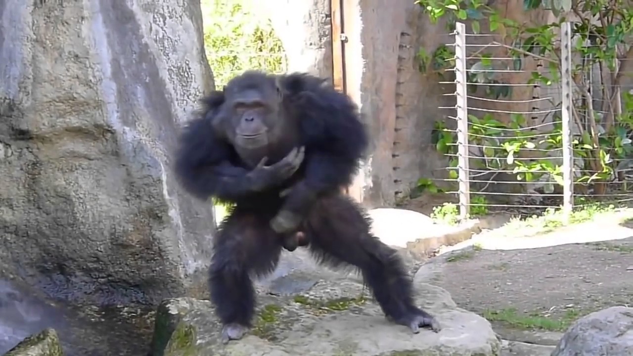Funny monkeys dancing