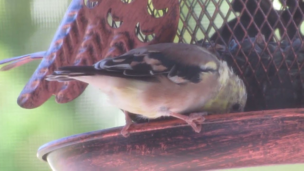 American Goldfinch (Female)