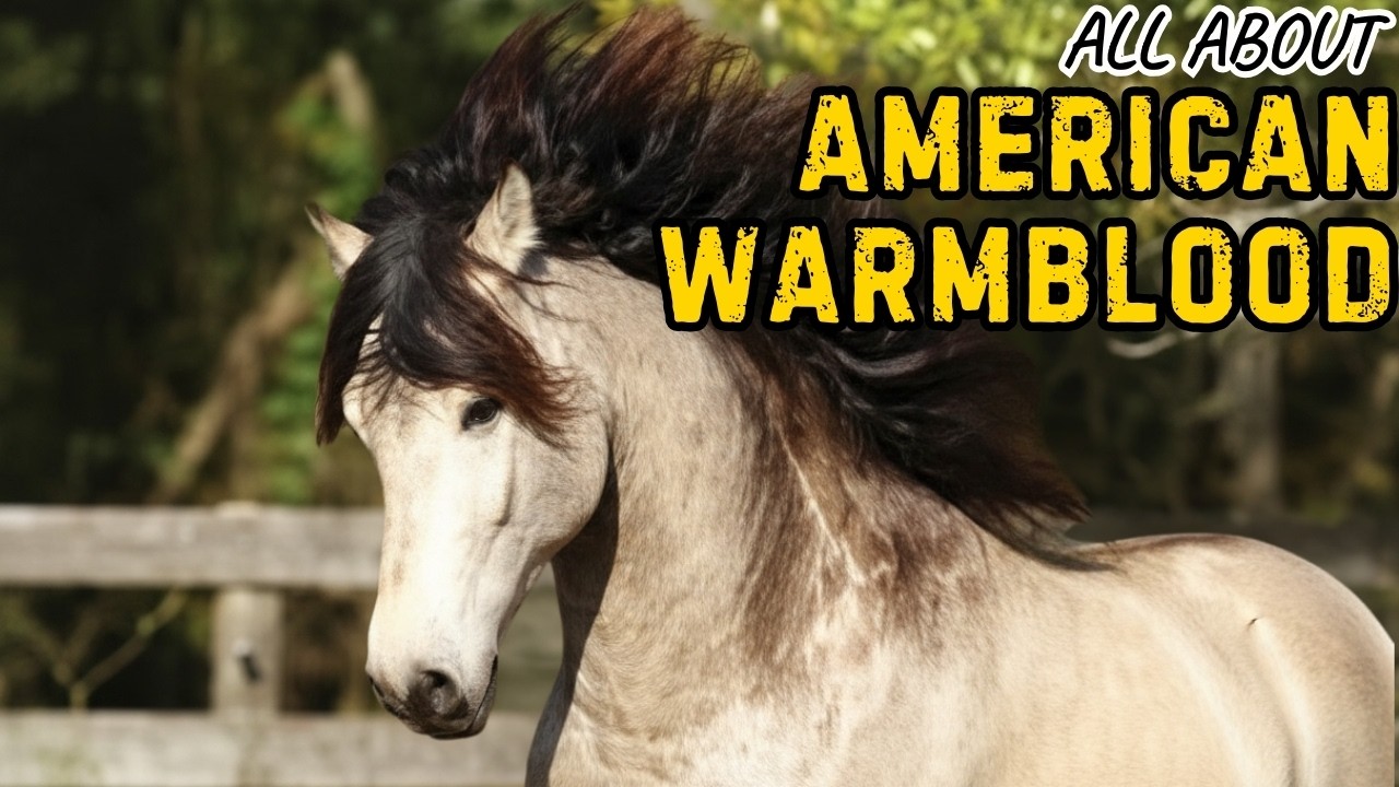 All About American Warmbloods - How They Became the Breed for Every Need