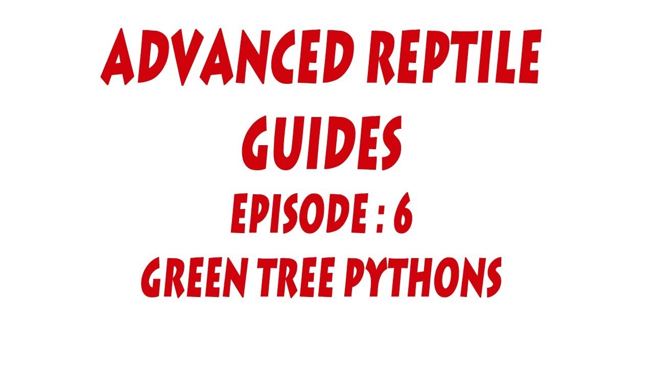 S'N'A Advanced Series : Episode - 6 Green Tree Pythons (Morelia viridis)