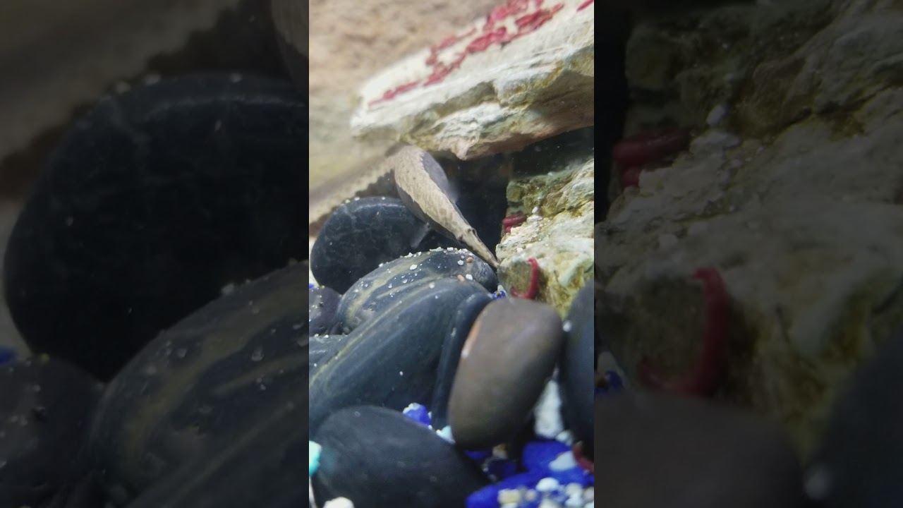 Borneo Python Eel Feeding