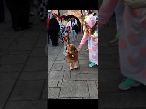 Toy Story Slinky Dog Costume