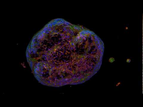 Color (RGB) volume rendering - Support - 3D Slicer Community