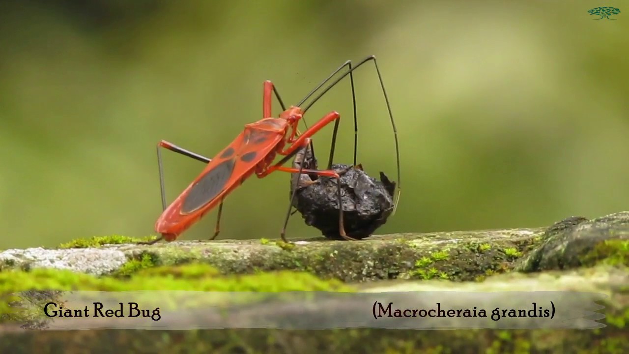 Giant Red Bugs (Mating)