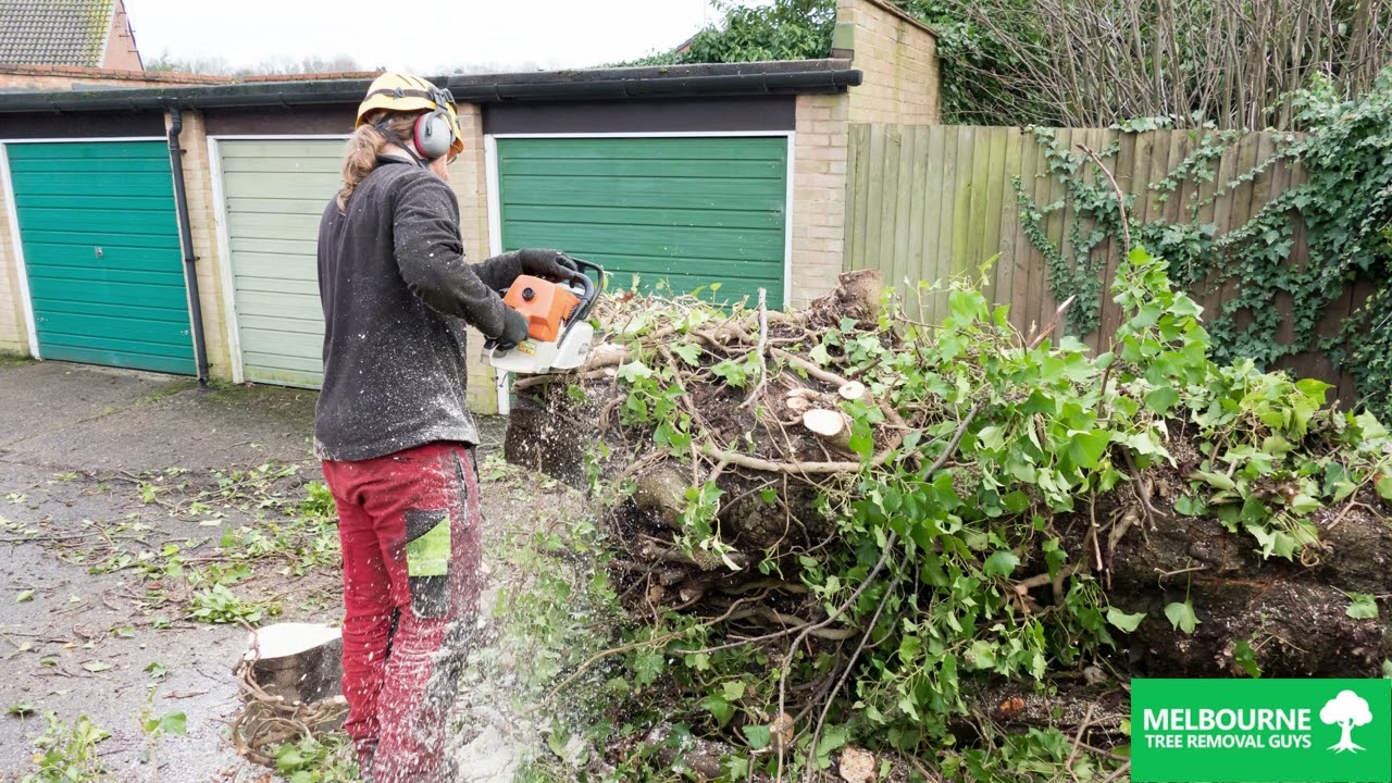 Tree Surgeon V Arborist – What’s the difference