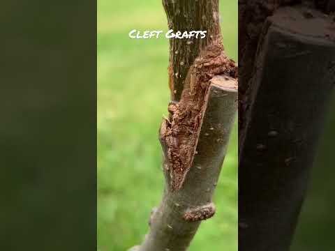 Grafting two varieties on one rootstock in case one fails… but what if they both take?!