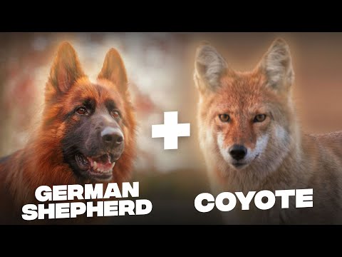 German Shepherd Coyote Mix: Is This Breed Safe?