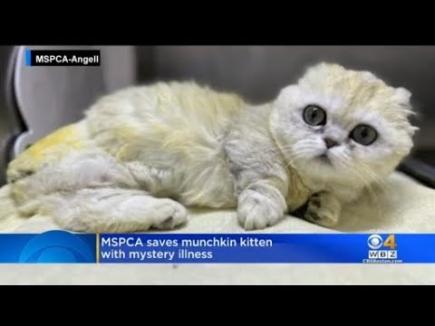 Munchkin kitten up for adoption after MSPCA treats sudden and severe illness