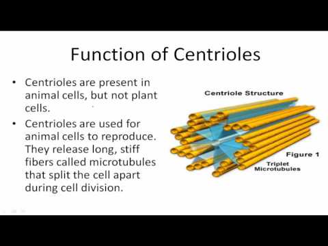 Function of Centrioles