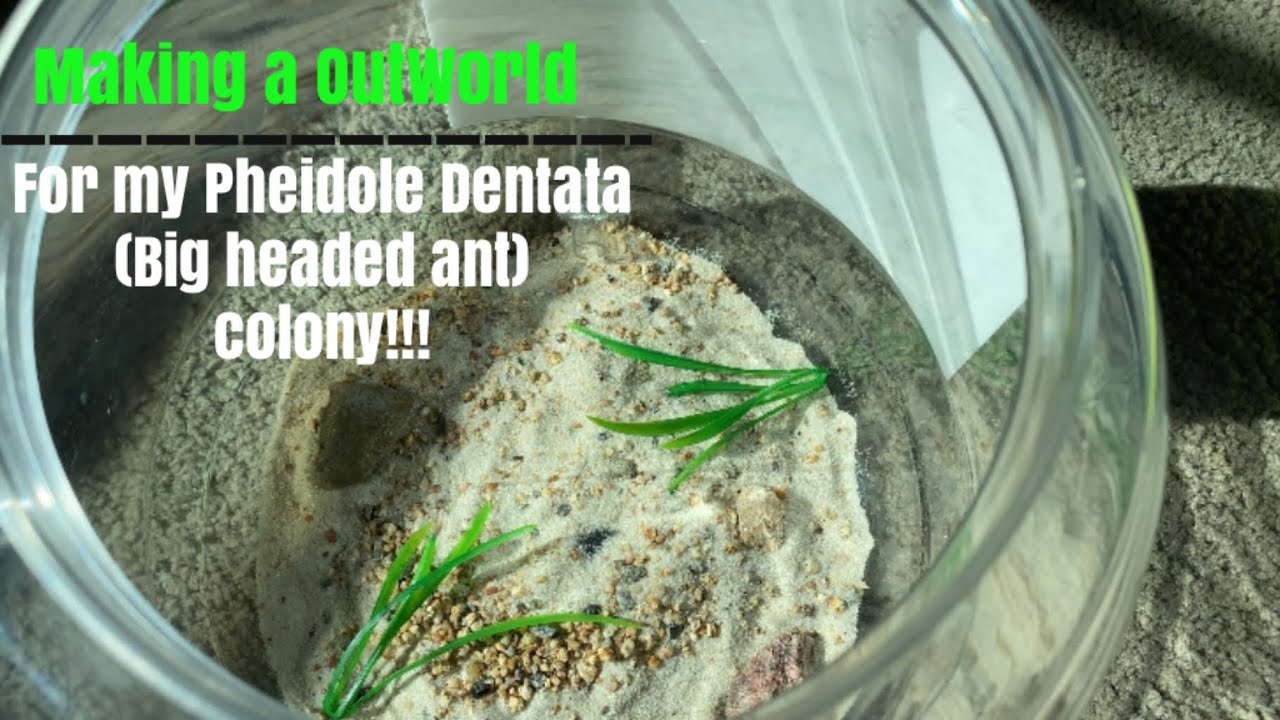 Making a Outworld For my Pheidole Dentata (Big headed ant) colony!!!