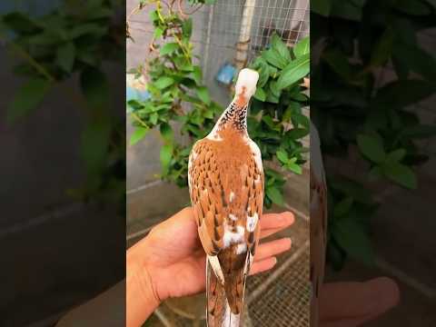 Dove pigeon or pigeon ka result || Dove pigeon, cross breed . #shortvideo #birds #dove #viral