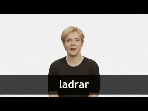 English Translation of “LADRAR” | Collins Spanish-English Dictionary