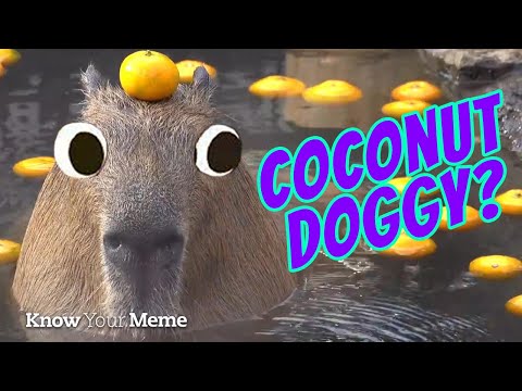 Why Capybara Memes Are Everywhere | Know Your Meme