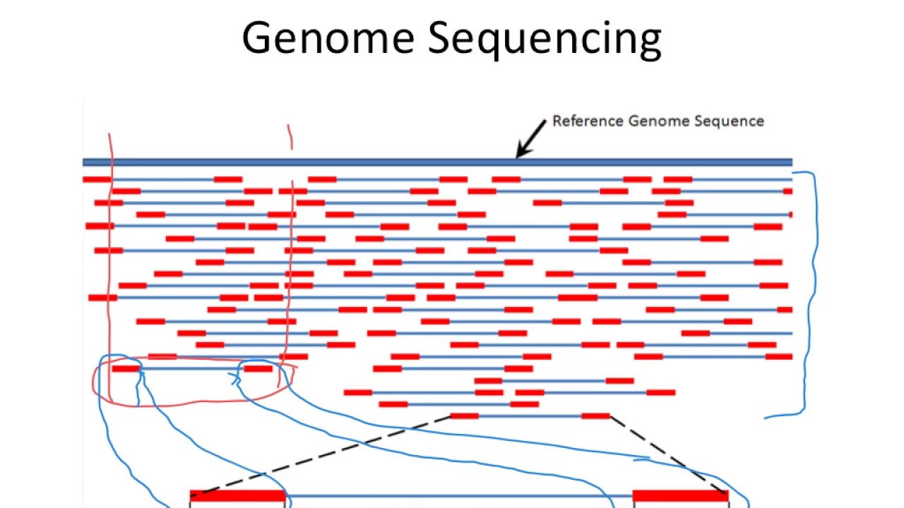 genome seq alignment consensus
