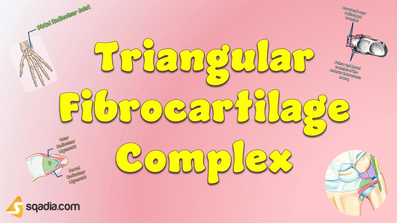 Triangular Fibrocartilage Complex | Upper Limb Anatomy of the Hand and Wrist