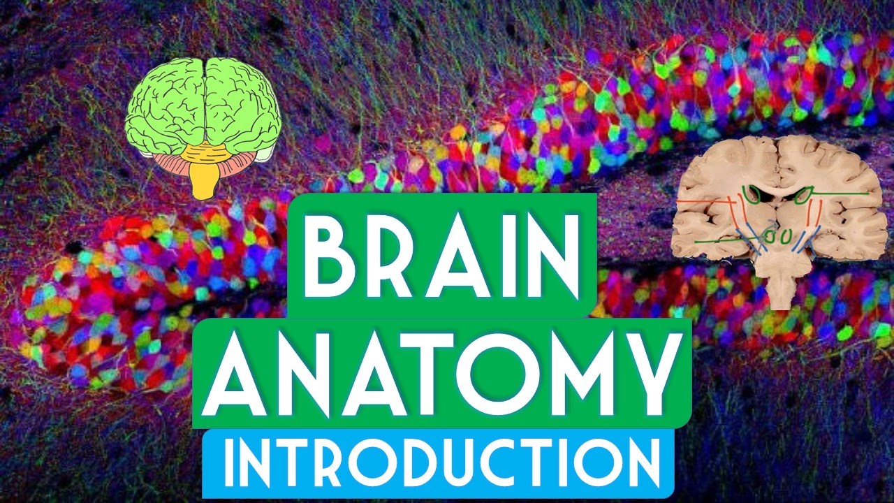 Brain Anatomy Introduction