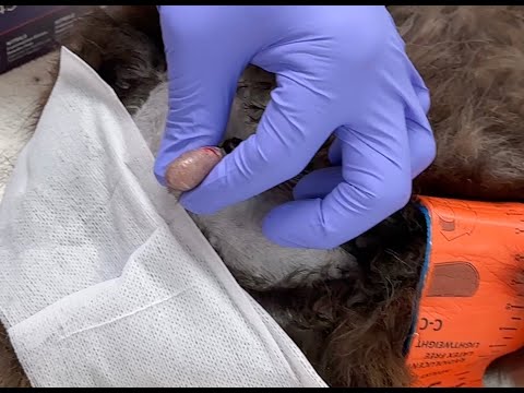 Cat Castration (orchiectomy) using Autoligation + procedural pearls of wisdom