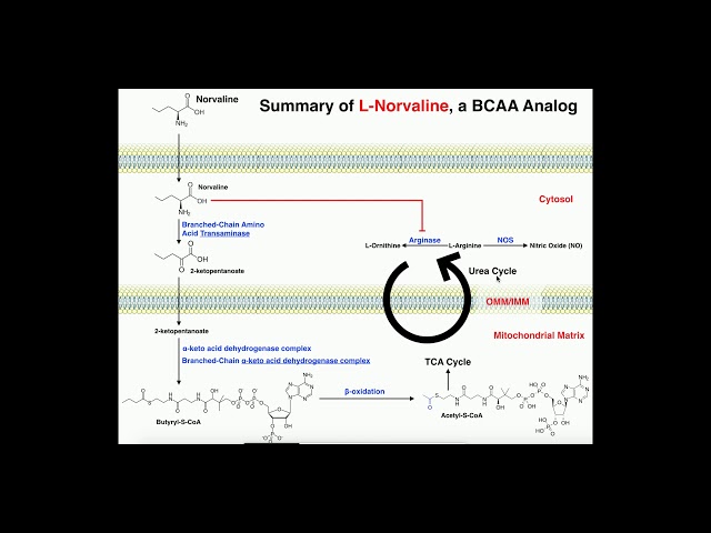 Amino Acids - L Norvaline Powder Importer from New Delhi