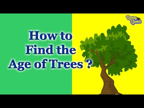 How To Find The Age of a Tree?