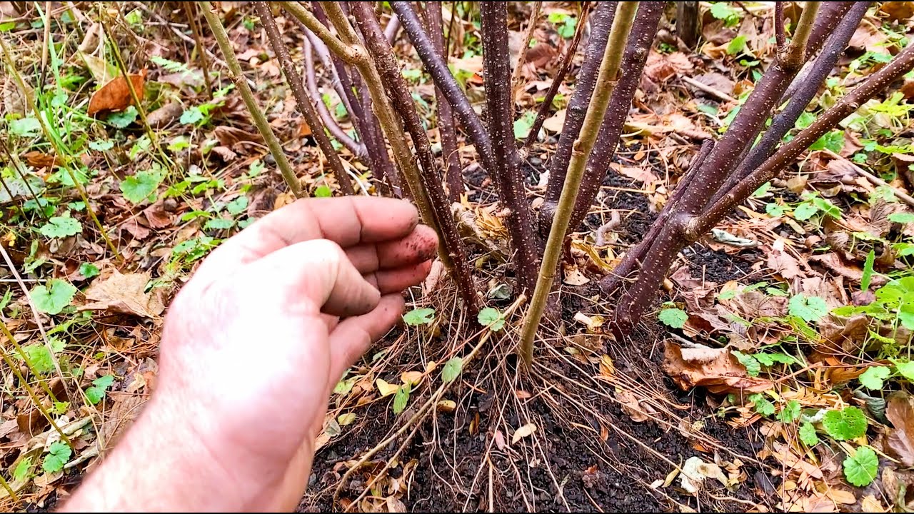 Stool Layering - Easy Propagation Trick
