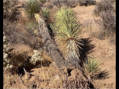 Yucca Valley contractor D. Webb Inc. using truck as intimidation after confronted Joshua Trees