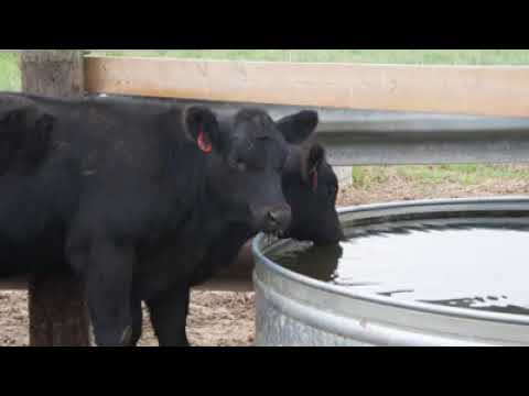 Considerations for Early Weaning