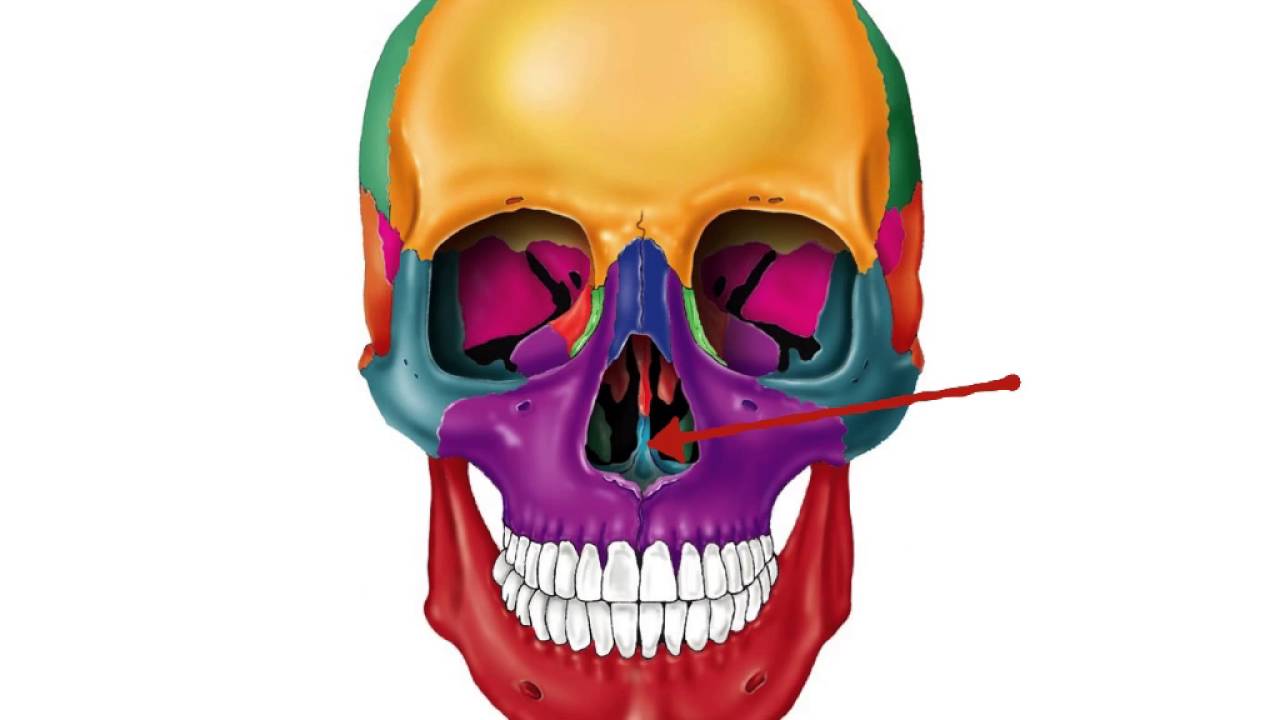 frontal skull flash cards