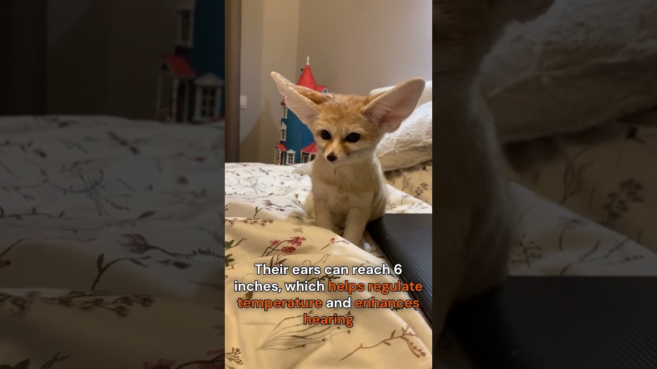 5 Interesting Facts about Fennec Foxes