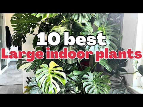 10 best large indoor plants | Tall beautiful houseplants that make a statement