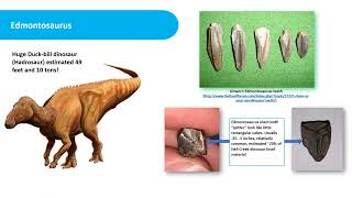 Beginner's Guide to Buying Dinosaur Teeth