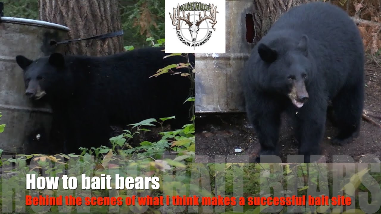 Bear baiting tips 2016: How to successfully bait bears