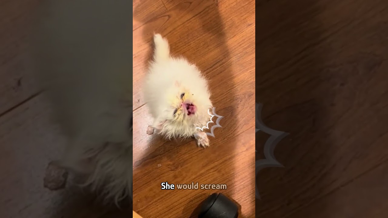Scrungy kitten has a lot to say