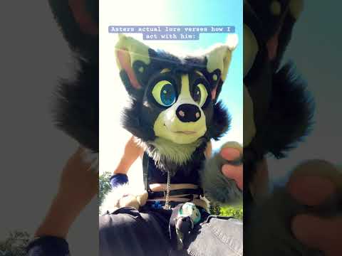 Lore vs acting #furry #fursuit #fursona #antizoo #alterhuman #furries #fursuiter #fursuiting #fyp