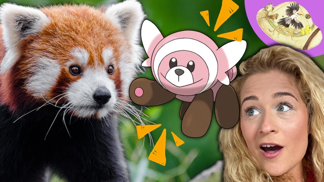 Is Stufful Really A Red Panda Pokemon? Animals that Are Real Life Pokemon #InternationalRedPandaDay