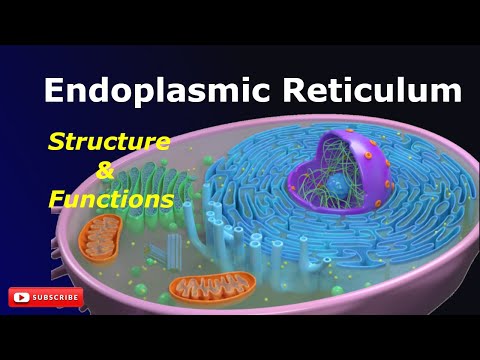 Endoplasmic Reticulum: Structure and Functions|| SER|| RER|| Cell biology|| Biology