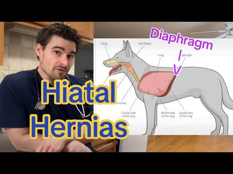 Hiatal Hernias
