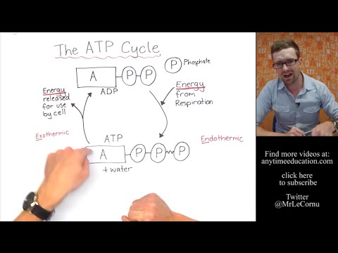 What is The ATP Cycle?