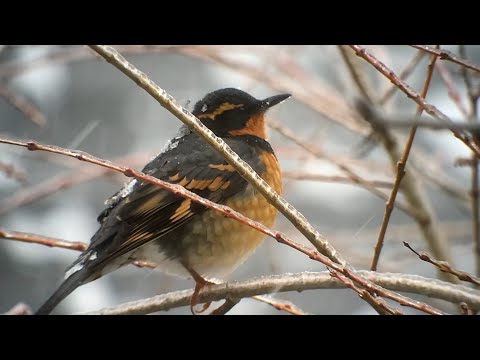 Varied Thrush: A Close-Up Look at a Bird in the Pacific Northwest