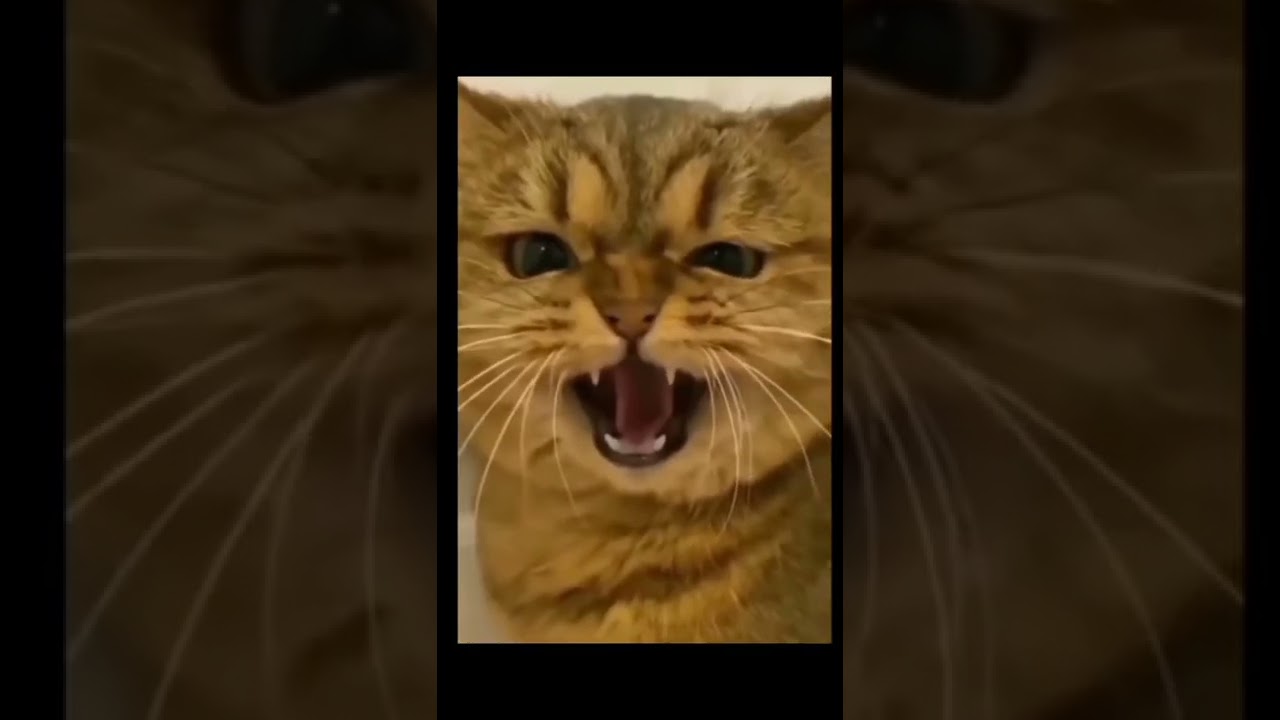 kkkk #shorts #cat #tiktok