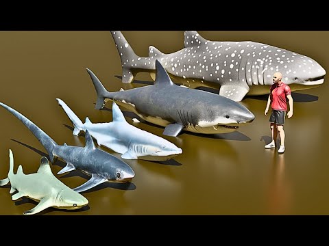 Shark Size and Weight Comparison | Sea Monster Giants