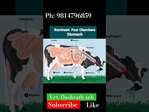 Ruminant Animal//Esophagus/ Rumen/ Reticulum/ Omasum/ Abomasum/Digestive system in Ruminant Animal