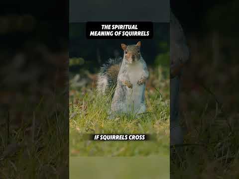Spiritual Meaning of Squirrels #spiritanimal #squirrelmedicine #squirrel #shorts #spiritualmeaning